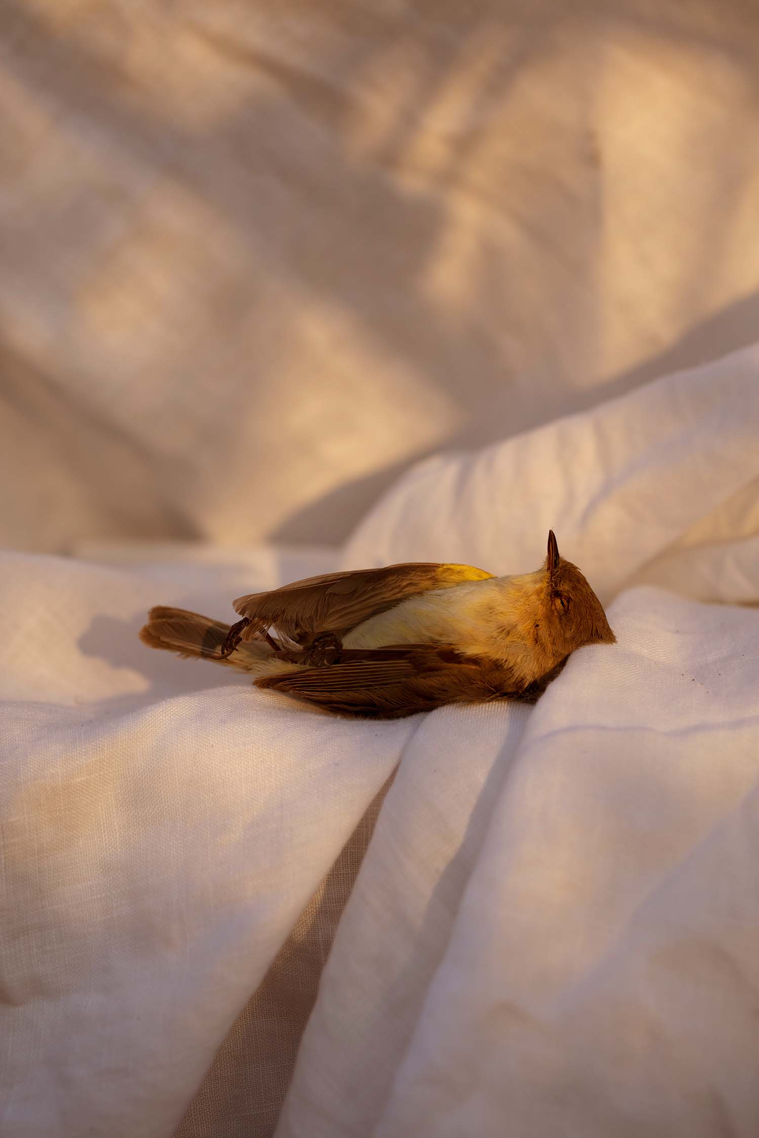 Michael Søndergaard